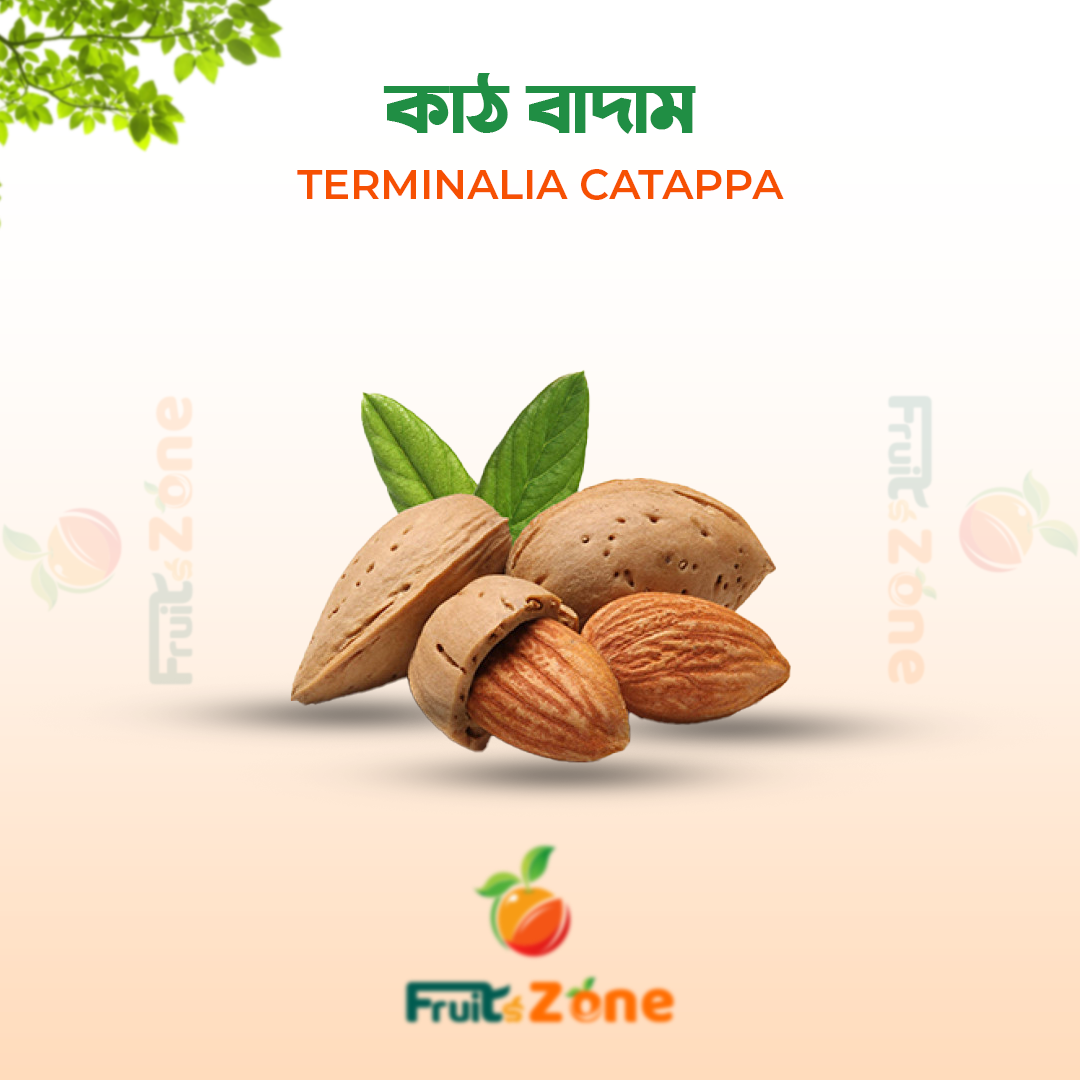 কাঠ বাদাম (Terminalia Catappa) | Fruitszone